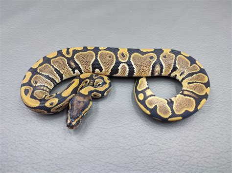 100quad Het Hypo Desert Ghost Axanthic Vpi Pied Ball Python By