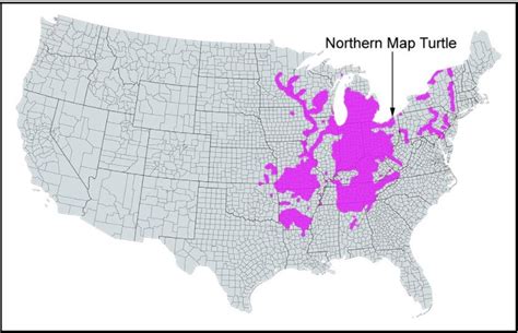 12 Types Of Turtles Found In Ohio Id Guide Bird Watching Hq