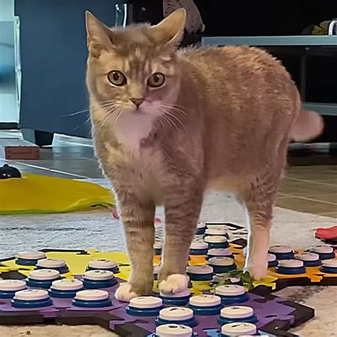 Sophie The Cat Becomes Nose Boop Lamp Switch In Viral Tiktok