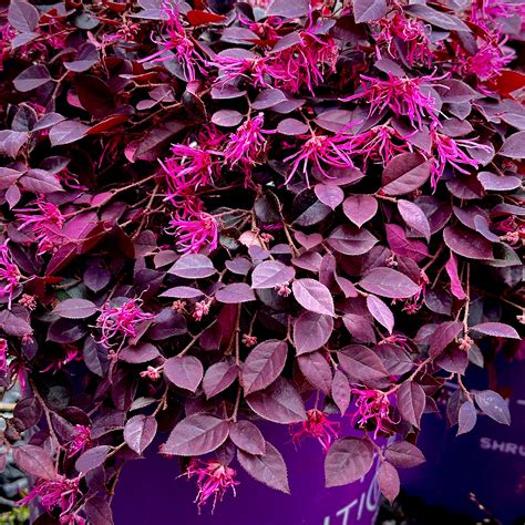 Crimson Fire™ Loropetalum 3 Gallon Container Lots Of Plants
