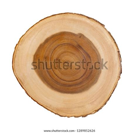 Cross Section Tree Trunk Showing Growth Stock Photo Shutterstock