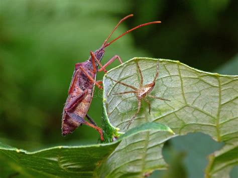 Assassin Bug Walking By A Spider Stock Image Image Of Closeup Meadow 39627931