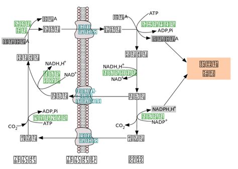 文件 Citrate transport system zh cn svg A 医学百科