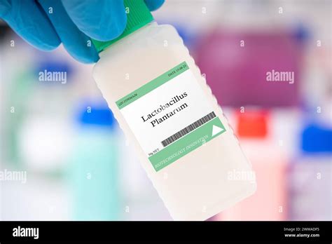 Lactobacillus Plantarum Bacteria A Lactic Acid Bacteria Commonly Found