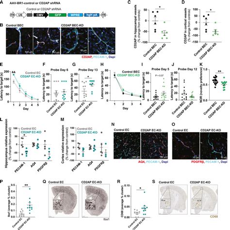 Loss Of Endothelial Cd2ap Causes Sex Dependent Cerebrovascular