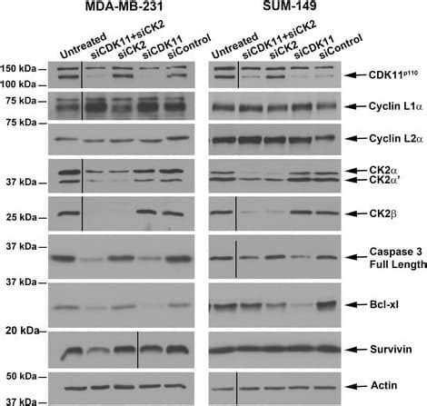 Human Survivin Antibody AF886 R D Systems