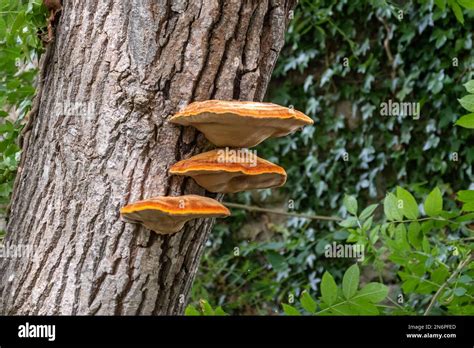 3 Bright Yellow Orange Caps Of Shaggy Bracket Inonotus Hispidus