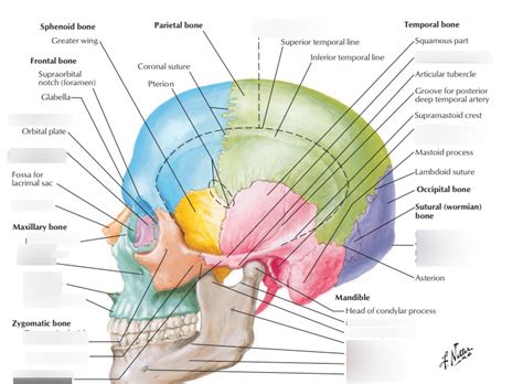 Skull Side View Diagram Quizlet