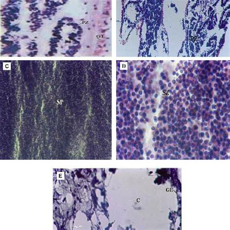 Light Micrographs Of Testicular Sections Download Scientific Diagram