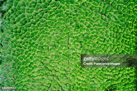 Chloroplast Light Microscope Photos And Premium High Res Pictures