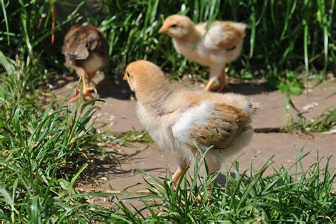 777302 4k Birds Chicken Chicks Grass Rare Gallery Hd Wallpapers