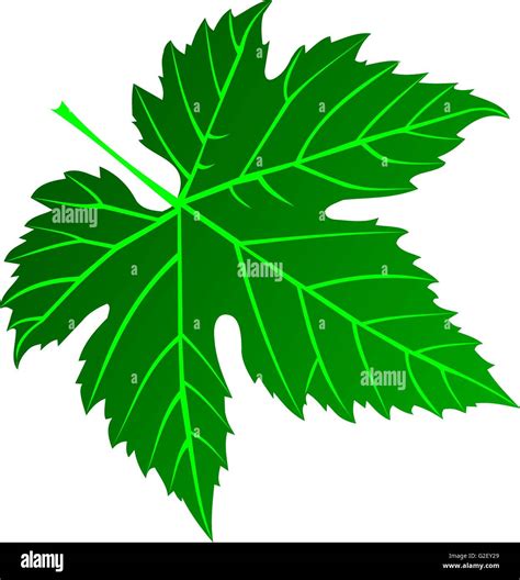 Vectorgreen Fig Leafillustrationgarden Stock Vector Image And Art Alamy