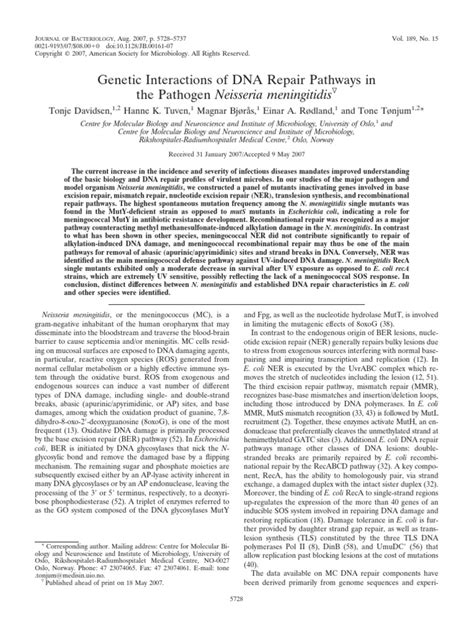 Genetic Interactions Of Dna Repair Pathways In Pdf Dna Repair