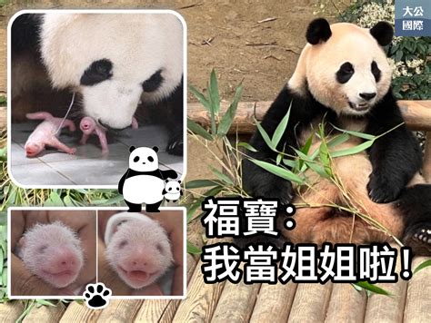 大公國際 【福寶：我當姐姐了！來了兩個妹妹】旅韓大熊貓愛寶在7月7日清晨順利產下一對雌性雙胞胎幼崽。這是旅韓大熊貓