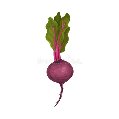 Radish With Top Leaves Isolated On White Background Vector Illustration