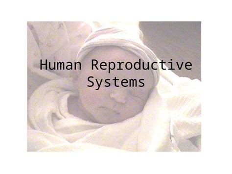 Ppt Human Reproductive Systems Functions Of The Reproductive System Produces And Nurtures Sex