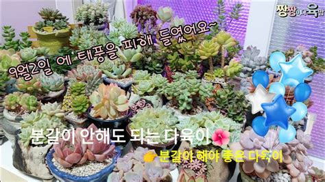 다육이키우기 가을 분갈이 안해도 되는 다육이분갈이 해줘야 좋은 다육이 YouTube