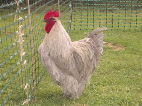 Fs Lf Lavender Orpington Hatching Eggs