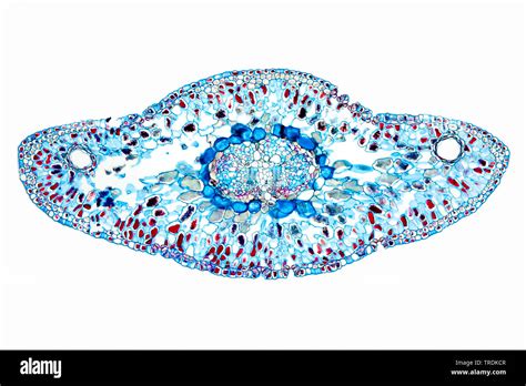 Angiosperm Cross Section Tissue