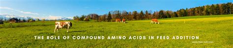 The Role Of Compound Amino Acids In Feed Addition New Nutri