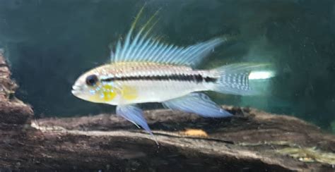 Apistogramma Trifasciata Care Guide Practical Aquariums