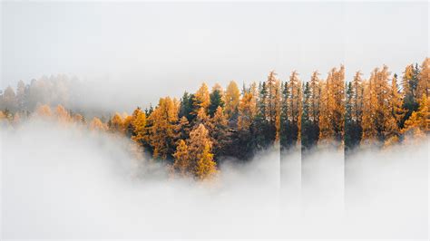 The New Eu Deforestation Regulation What Companies Need To Do To