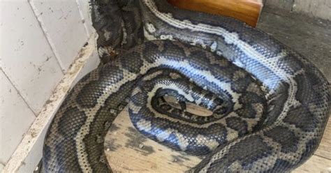 12 Foot Python Escapes Terrorizes Mall Shoppers The Horn News