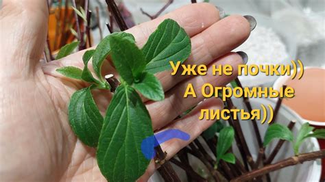 Разные сорта гортензий по разному дают почки и корни. - YouTube