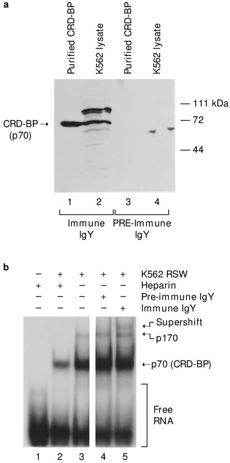 Characterization Of Anti CRD BP Antibody And Supershift Of CRD CRD BP Download Scientific