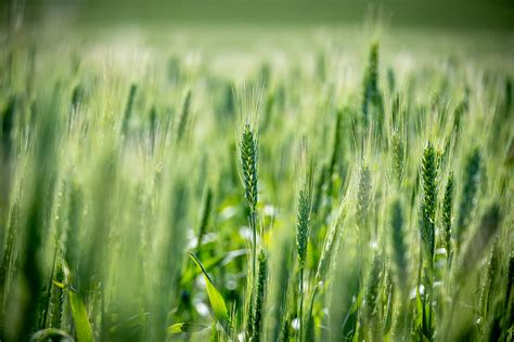 Washington Wheat Foundation We Want To Kick Off National Ag Week By Debunking A Popular Wheat