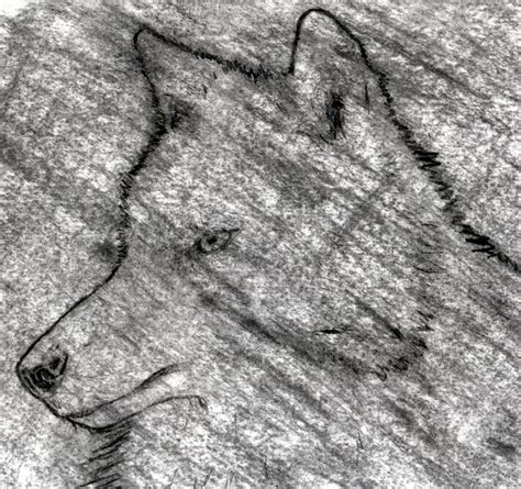 How To Sketch A Wolf Arctic Wolf Step By Step Drawing Guide By
