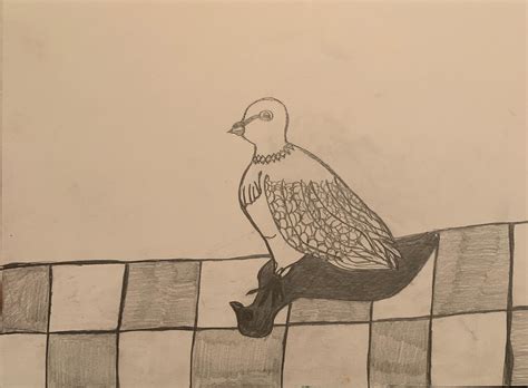 DoveDrawingByMe On Behance