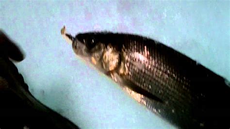 Icehole Adventure 5 Green Bay Whitefish Action 2016 Youtube