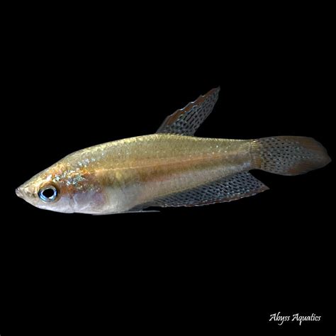 Buy Sparkling Gourami Fast Professional Service