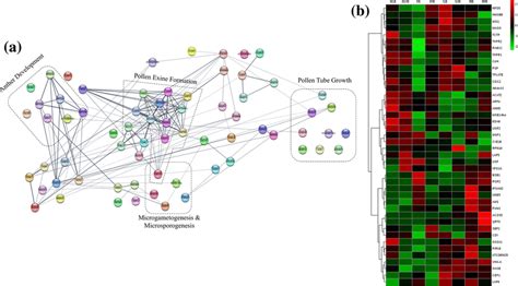 Functional Interactions And Abundance Profiles Of Proteins Involved In Download Scientific