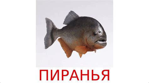 Обитатели воды: Пиранья. Карточки Домана. общееразвитие развитиеребёнка ...