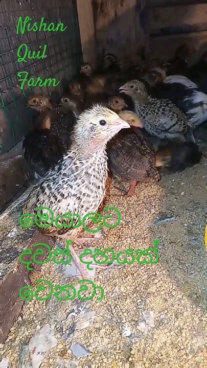 Nishan Quil Farm වටු කුරුලු පාලනය Quail Youtube