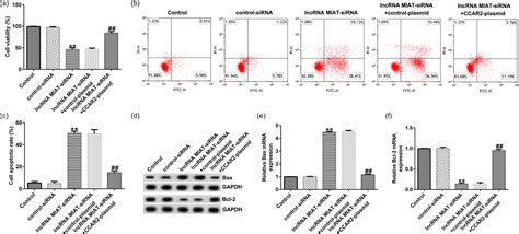Role Of LncRNA MIAT MiR 361 3p CCAR2 In Prostate Cancer Cells