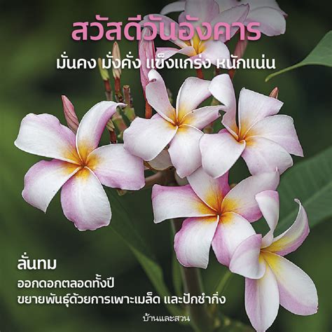 สวัสดีวันอังคาร แจกฟรีภาพ พร้อมคำอวยพร บ้านและสวน