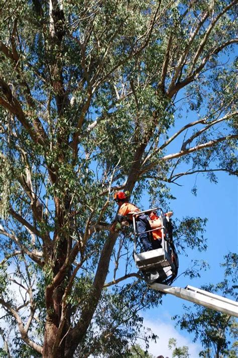 Tree Services Toowoomba Gallery