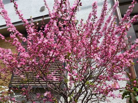 庭桜ニワザクラ白and庭梅ニワウメ3種類 写真あり 私の好きな花♪ 楽天ブログ