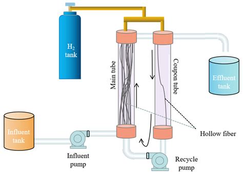 Membranes Free Full Text Analysis Of Microbial Communities In Membrane Biofilm Reactors