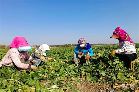 稳产保供守护群众“菜篮子” 极目新闻