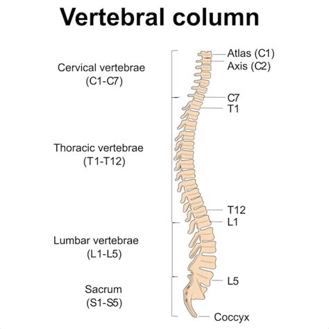 Premium Vector Vertebral Column Labelled Anatomy