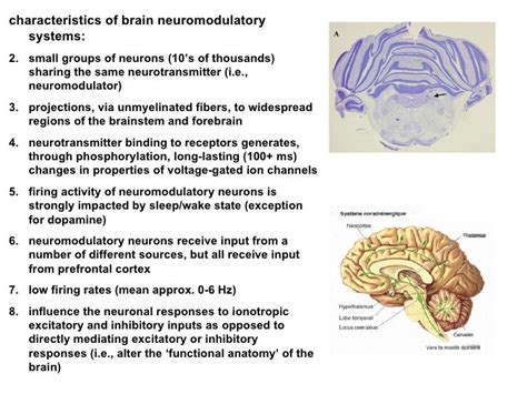 Cogs 107b Winter 2010 Lecture 9 Neuromodulators And Drugs Of A…