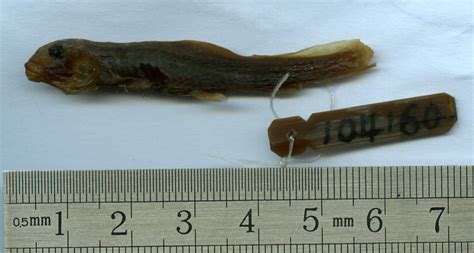 Sphaerophysa Dianchiensis