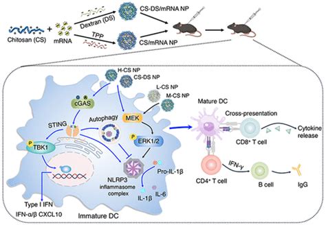 The Distinct Properties Of Polysaccharide Nanoparticles Tune Immune Responses Against Mrna