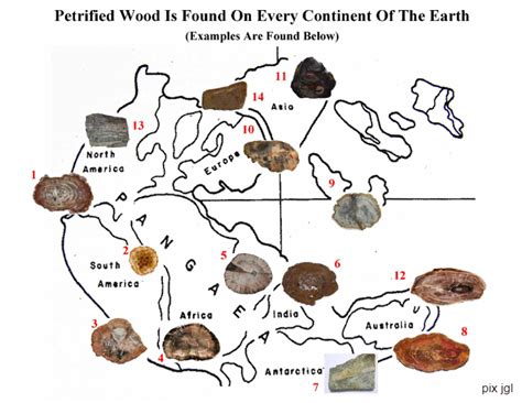 Evidence For Rapid Complete Or Partial Fossilization Defending The Christian Faith