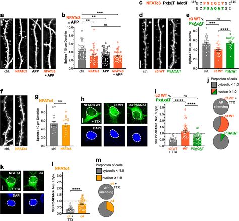 Figure From Amyloid Induced Dendritic Spine Elimination Requires
