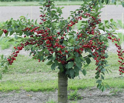 Best Fruit Trees For Small Gardens 8 Compact Varieties Homes And Gardens